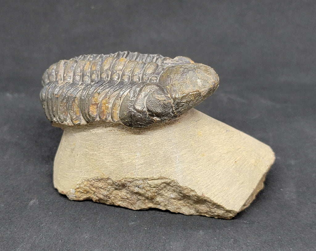 Authentic Trilobite Fossils For Sale | InStoneFossils.com — In Stone ...