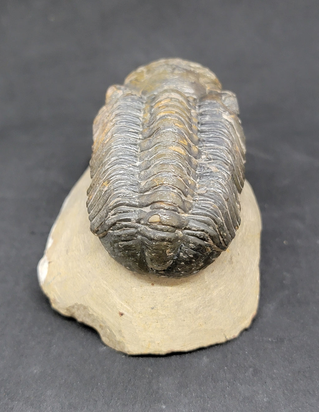 Authentic Trilobite Fossils For Sale | InStoneFossils.com — In Stone ...