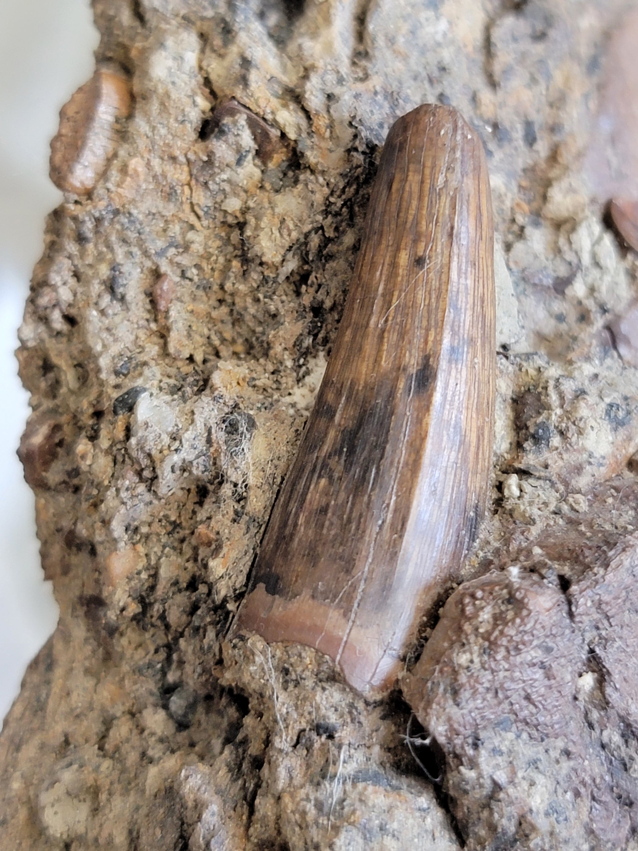 Ceratopsian Teeth in Matrix | Aguja Formation 7951281389790 — In Stone ...