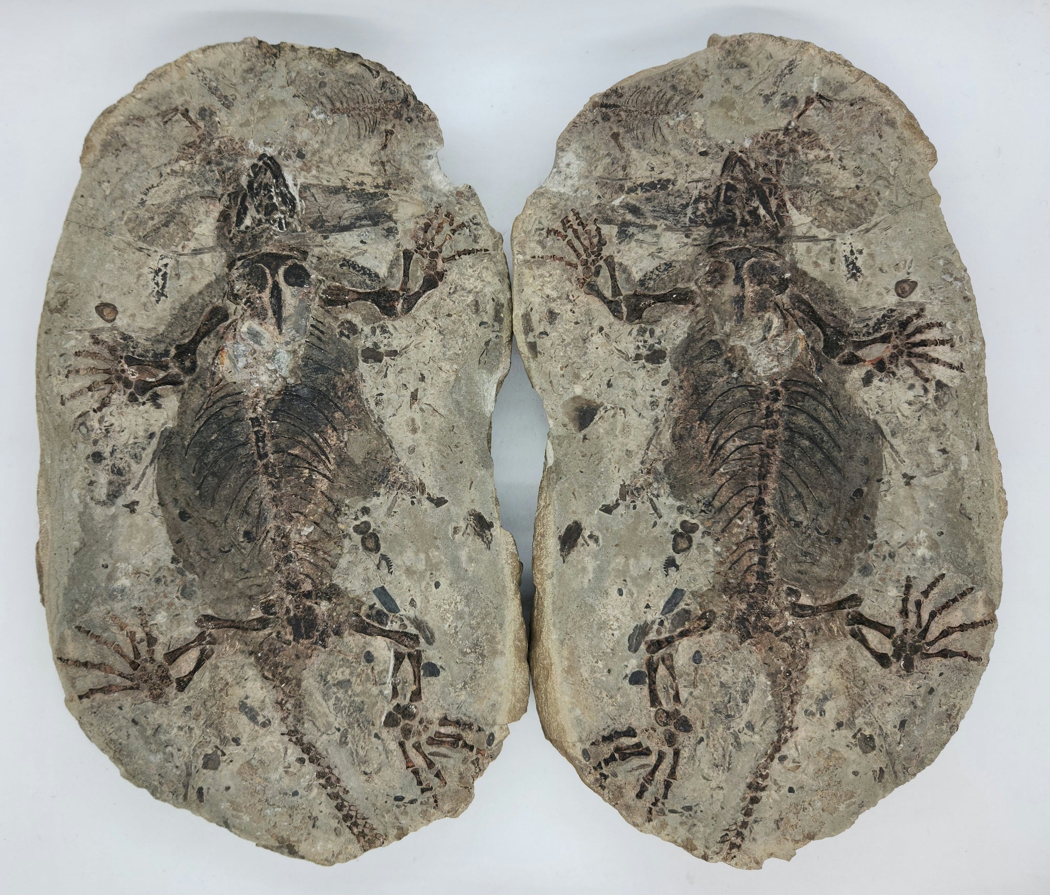 Reptiles — In Stone Fossils