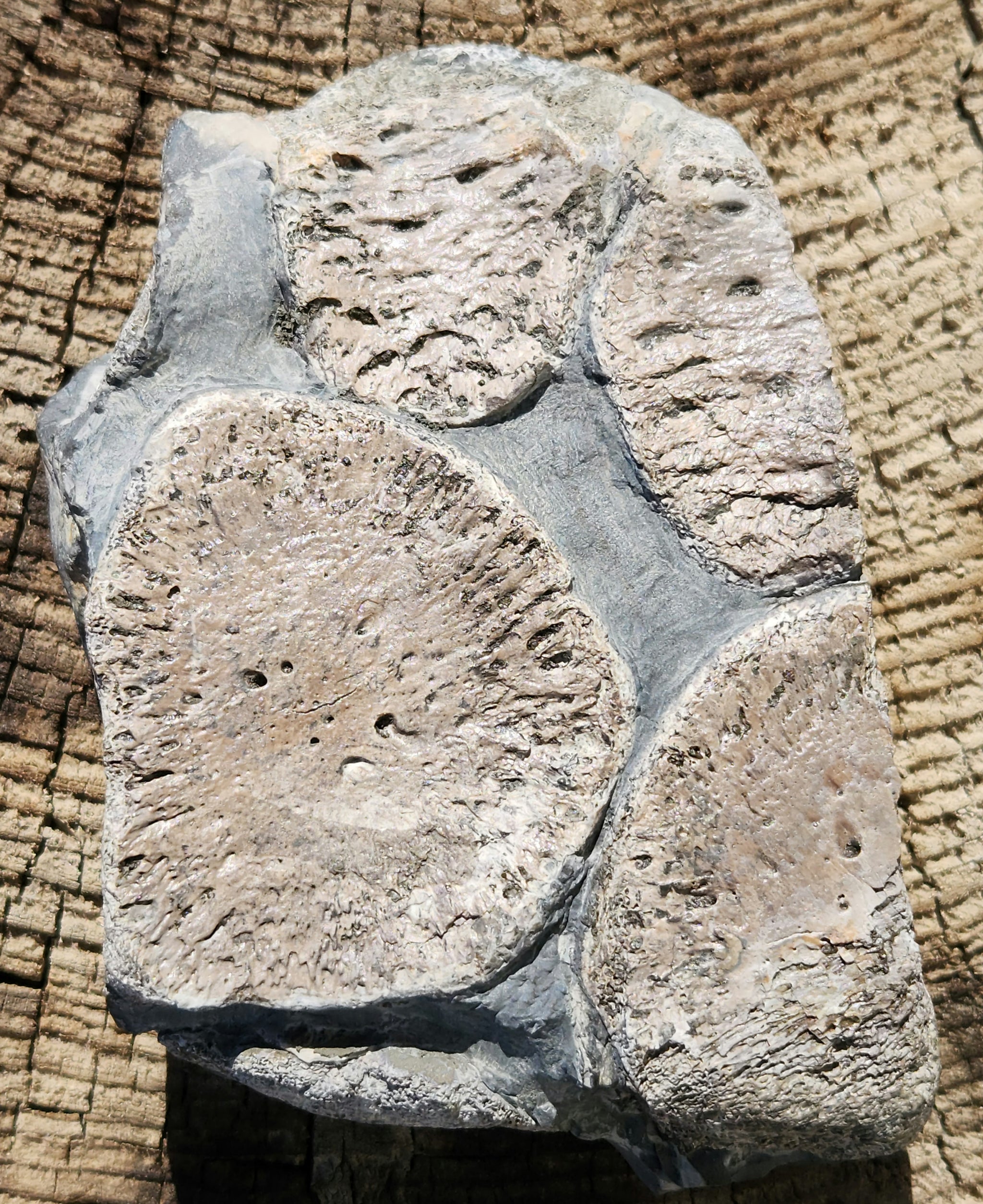 Reptiles & Amphibians — In Stone Fossils