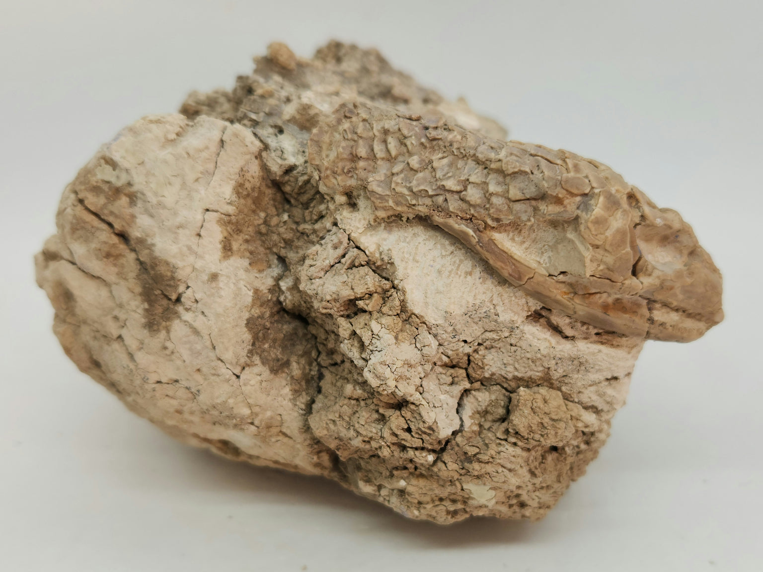 Museum Quality Fossils — In Stone Fossils