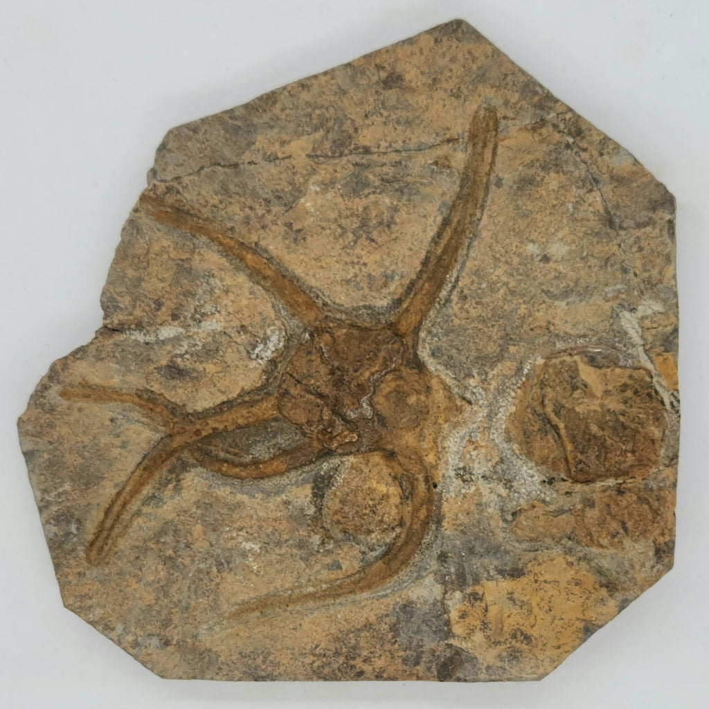 Starfish, Crinoids, & Echinoids — In Stone Fossils