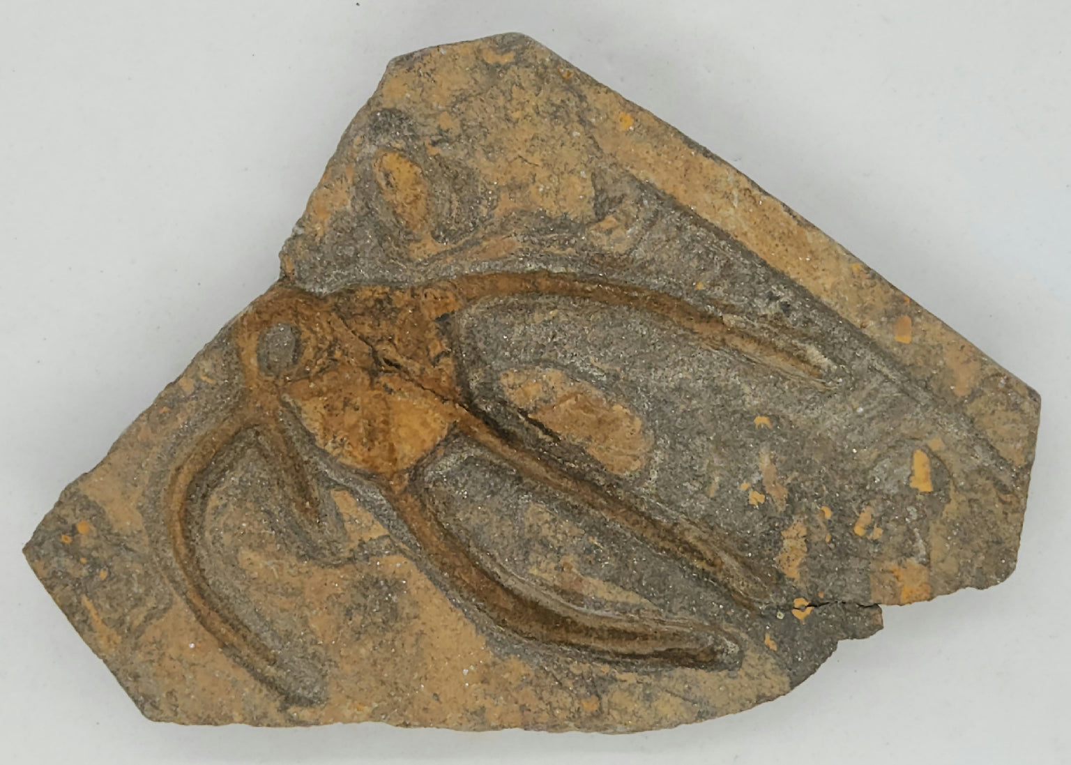 Starfish, Crinoids, & Echinoids — In Stone Fossils