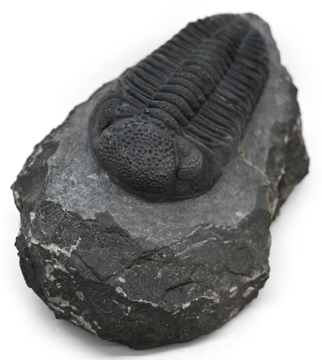 Authentic Trilobite Fossils For Sale | InStoneFossils.com — In Stone ...