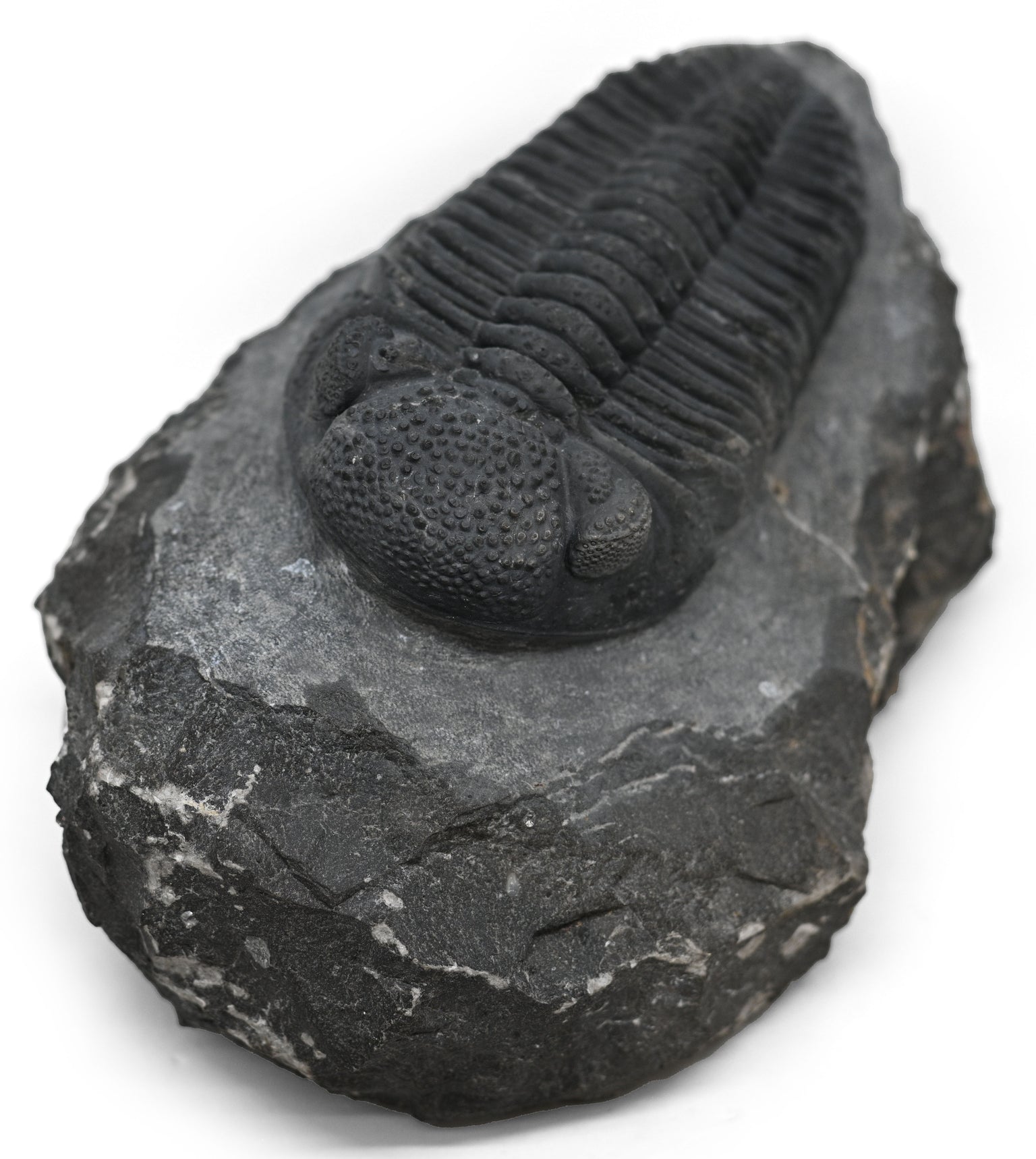 Authentic Trilobite Fossils For Sale | InStoneFossils.com — In Stone ...