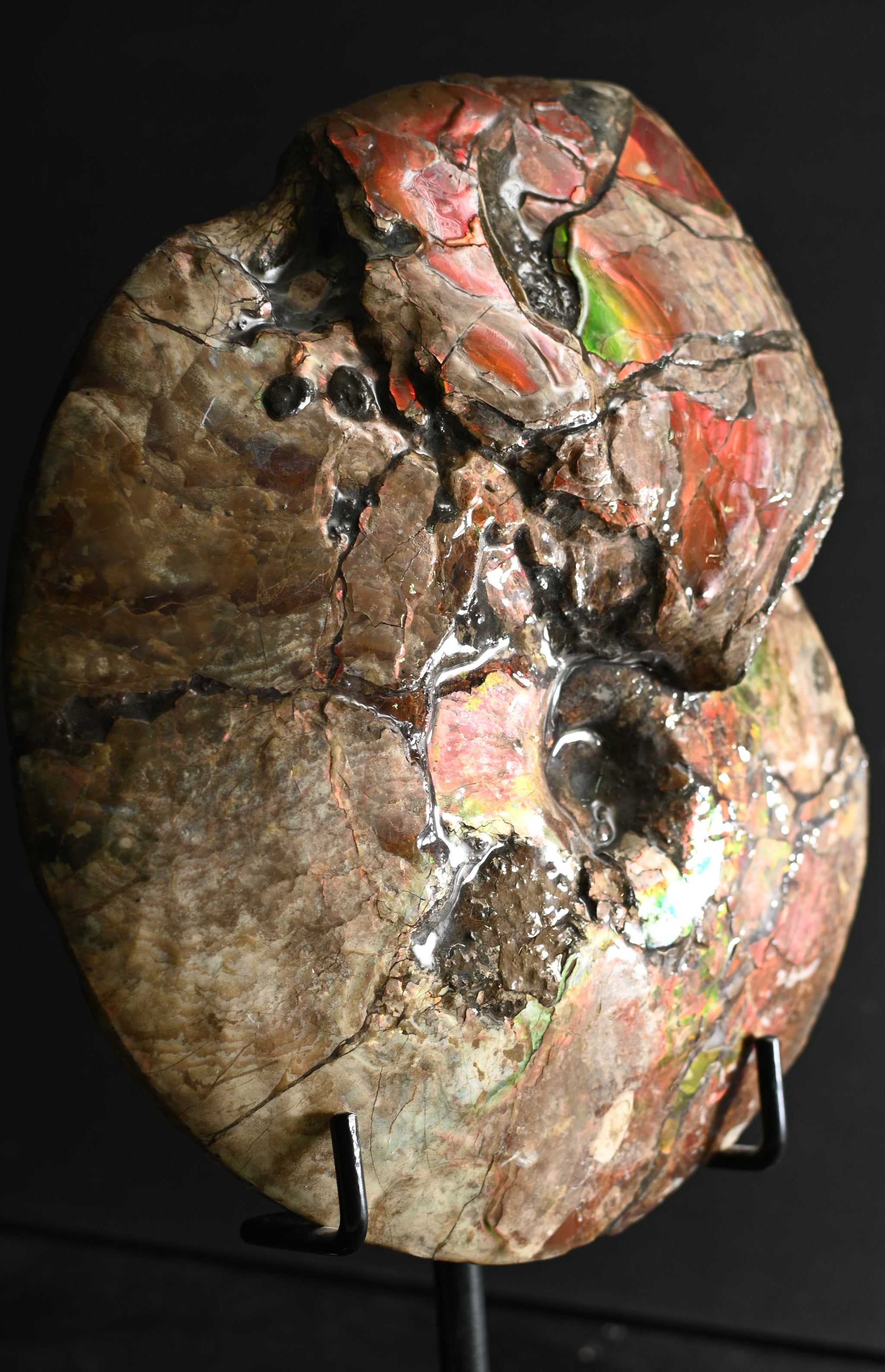 Museum Quality Fossils — In Stone Fossils